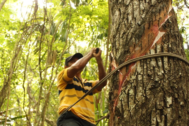 Los mayas ya mascaban chicle del árbol chicozapote