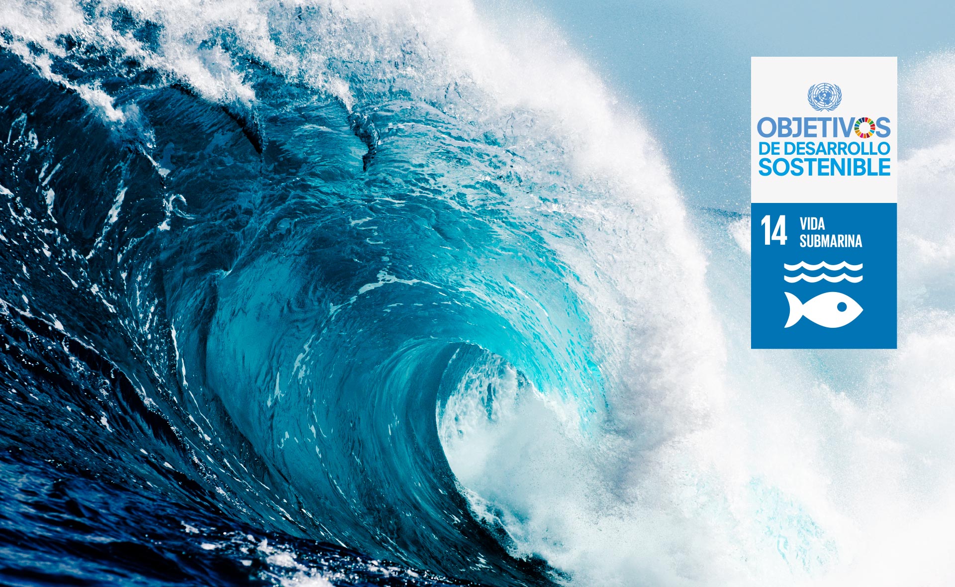 ¿Qué hace BBVA por conservar recursos marinos, mares y océanos?