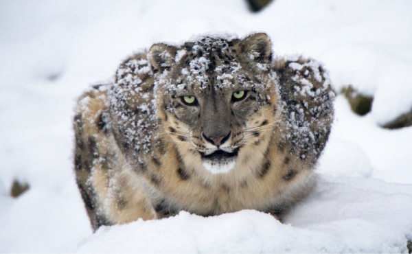 12 endangered animals