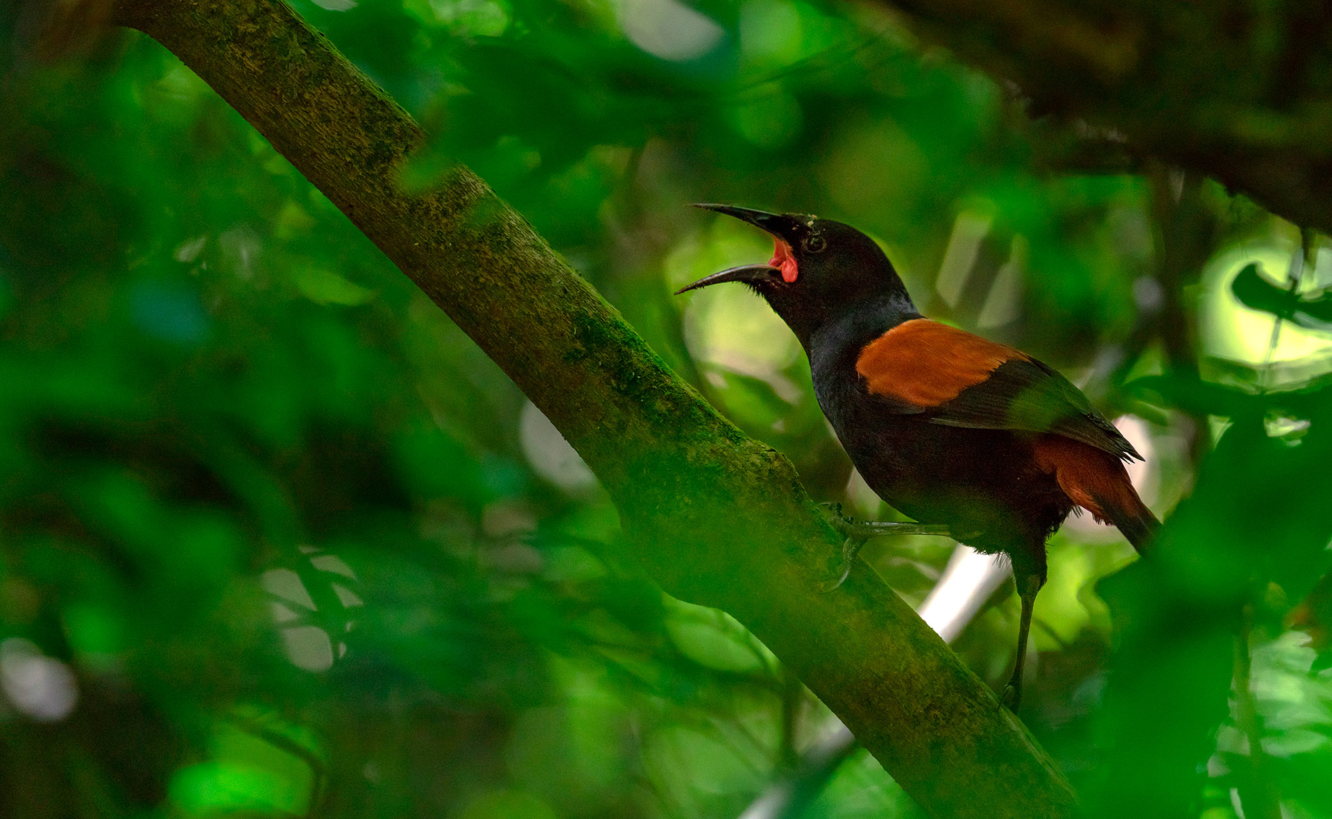 Ocho especies de animales perdidas que han sido reencontradas
