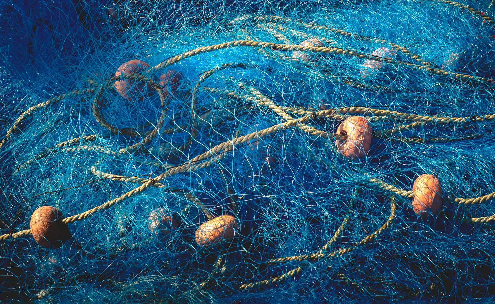 Los sellos de pesca sostenible: garantizar la producción sin riesgos a ...