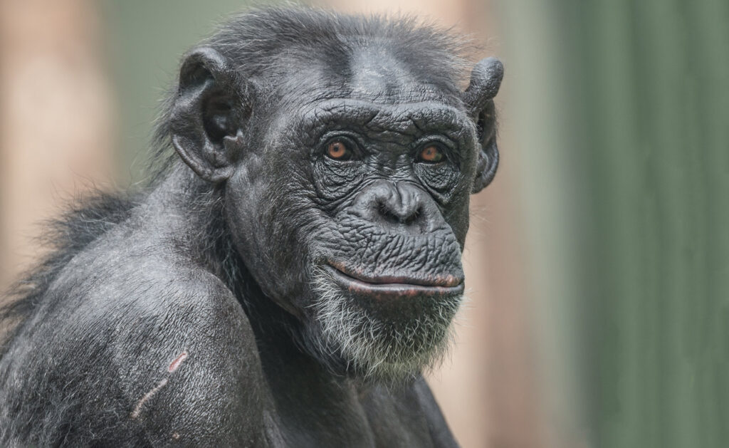 Biodiversidad y seres humanos: ¿Similitudes con los animales?