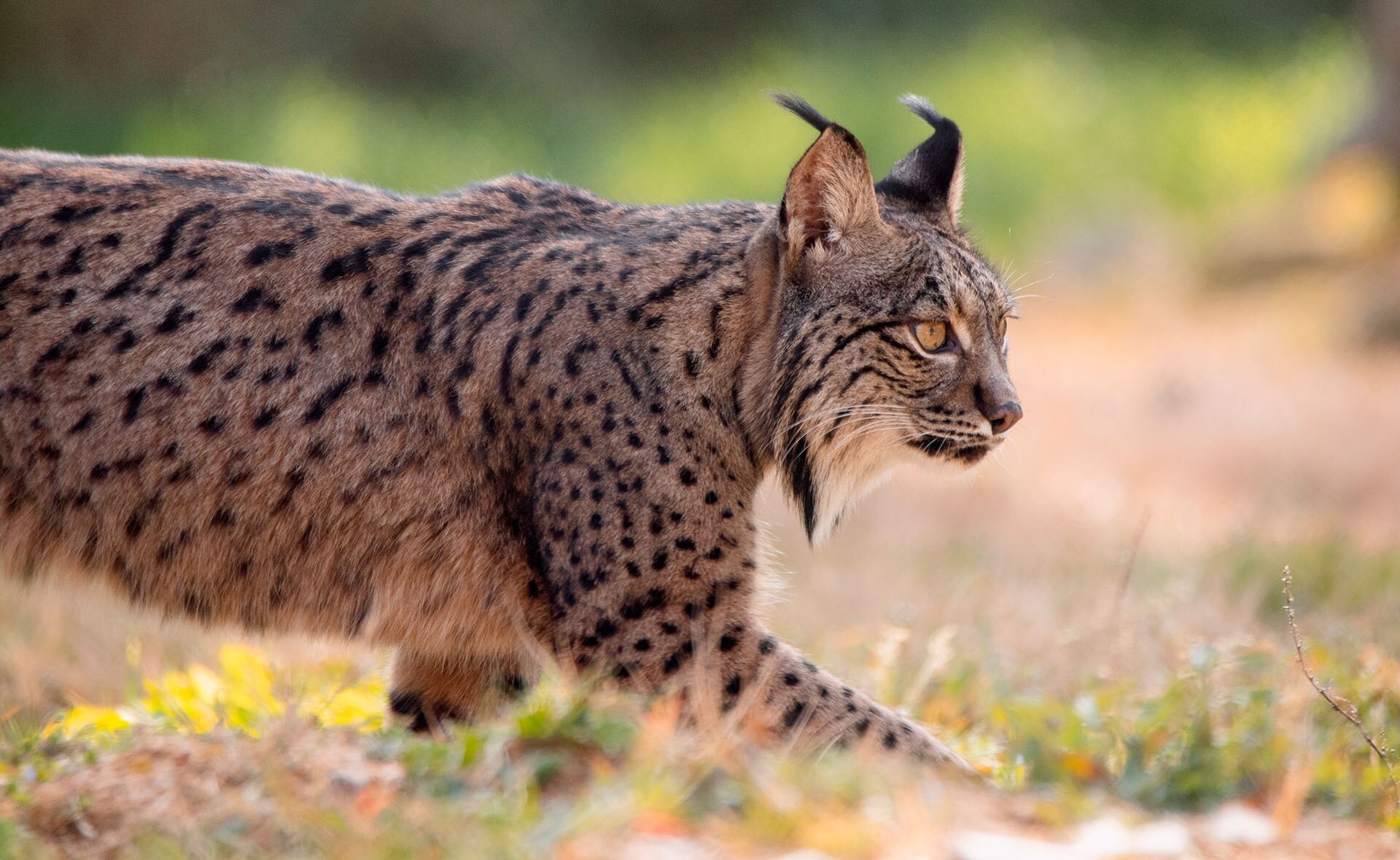 Aura y la historia de los linces que vieron cambiar el futuro de su especie