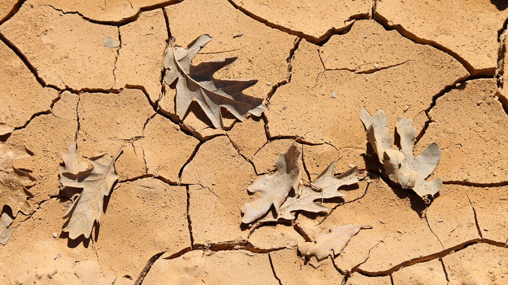 ¿Qué están haciendo los países para combatir la sequía?