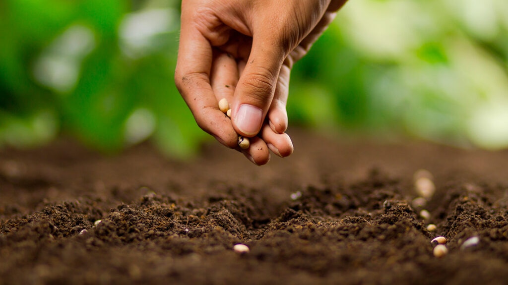 ¿Qué es la fase 'pre-seed' o presemilla de una startup?