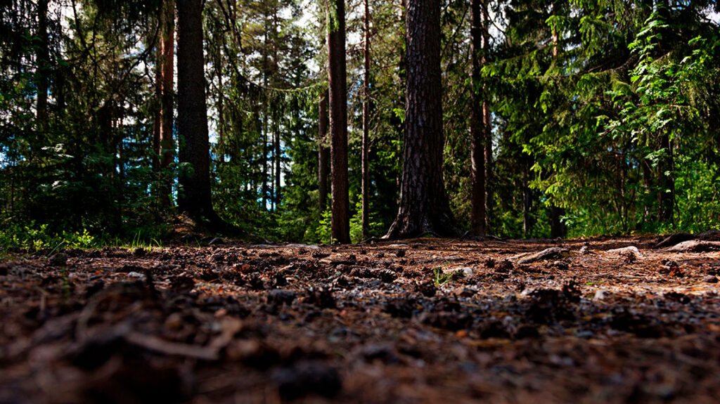 ¿Qué son los sumideros de carbono y por qué son importantes?