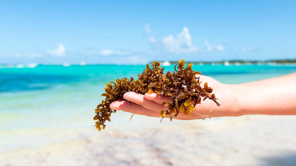 Sargazo: qué es, causas del aumento y oportunidades sostenibles