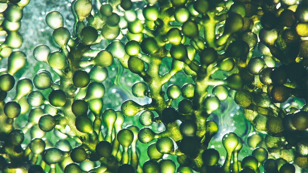 Qué Son Las Microalgas Y Para Qué Se Usan
