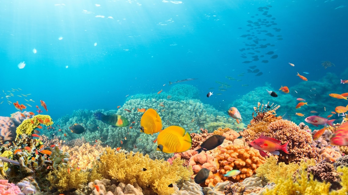 Dibujos De Animales De Arrecifes De Coral