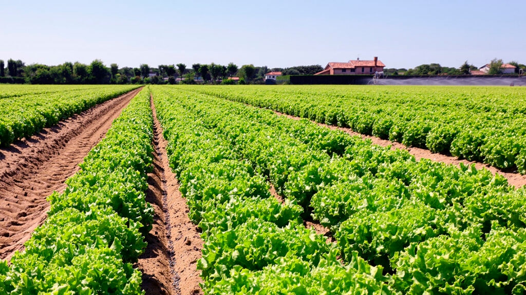 ¿Qué es la agricultura intensiva y cuál es su impacto en el planeta?
