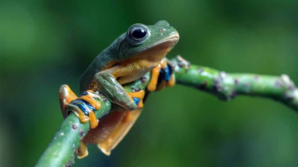 Imágenes De Animales Extintos Con Nombres 8 Animales Ya Extinguidos